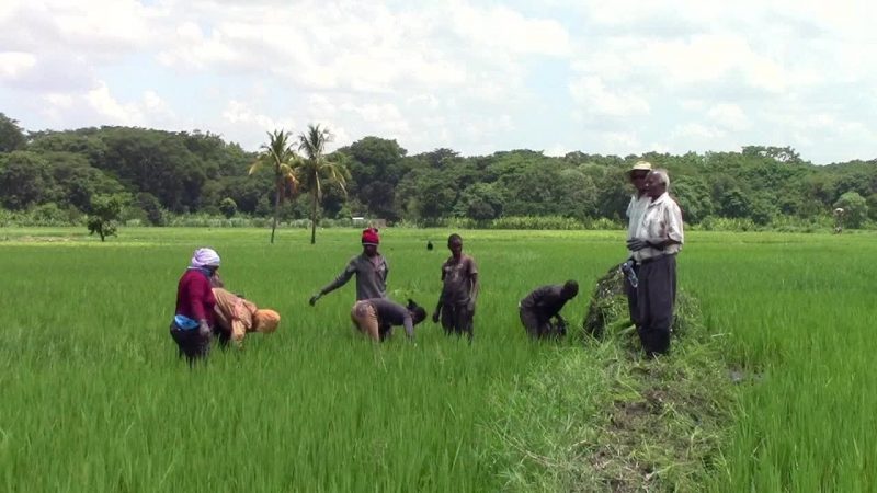 Tropical Parasitology: Protozoa, Worms, Vectors and Human Disease ...